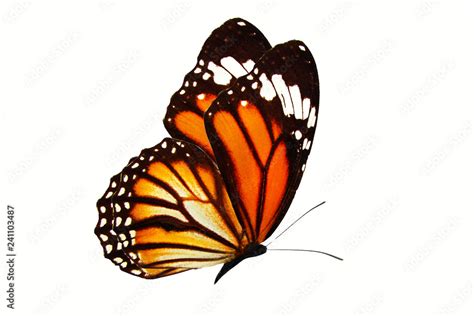 Beautiful Flying Orange Butterfly Isolated On White Background Stock