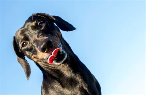 Dog Hearing Images Free Download On Freepik