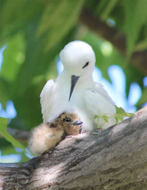 White Fairy Terns Nesting Season Hawaiian Forest