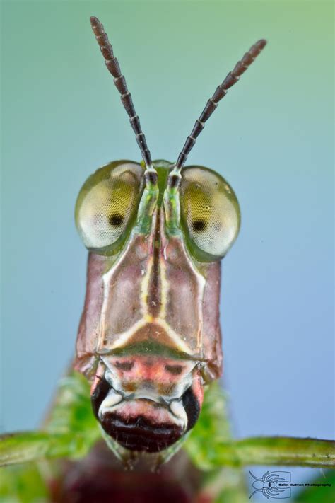 Monkey Grasshopper Eumastacidae By Colinhuttonphoto On Deviantart