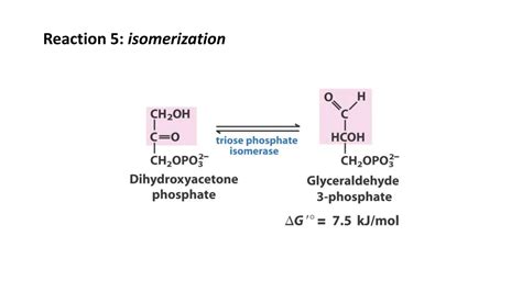 Glucose Catabolism Glycolysis In Detailppt