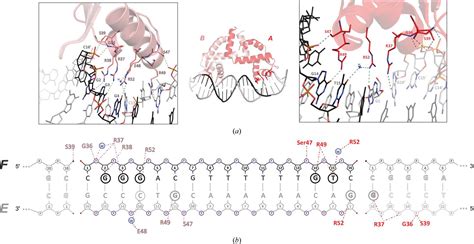Iucr Structural Insight Into Dna Recognition By Bacterial Transcriptional Regulators Of The