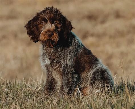 Wirehaired Pointing Griffon Wallpapers Wallpaper Cave