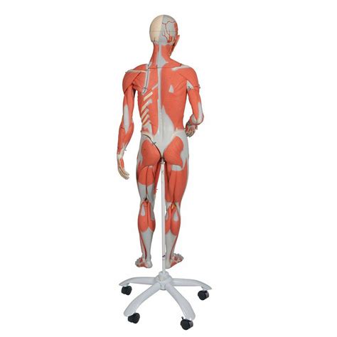 3b Scientific Dual Sex Muscular Figure Anatomy Model