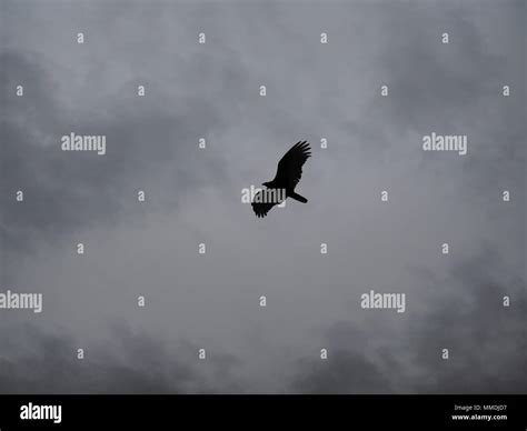 Turkey Vulture Cathartes Aura In Flight Silhouette Washington State