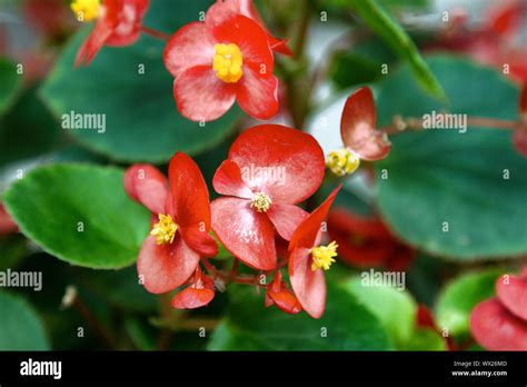 Shiny Flowers High Resolution Stock Photography and Images - Alamy