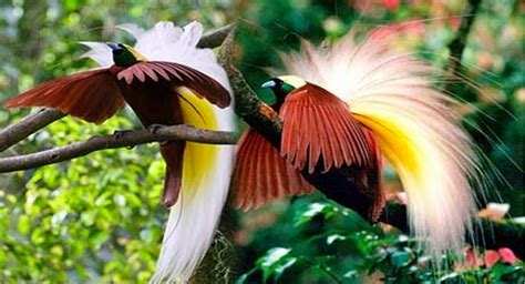La Asombrosa Belleza De Las Aves Del Paraíso