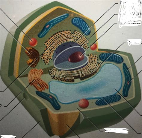 Plant Cell Pt 1 Diagram Quizlet