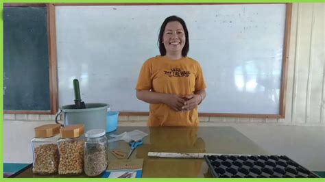 Seed Germination Testing Using Rag Doll And Seed Box Method Pptx