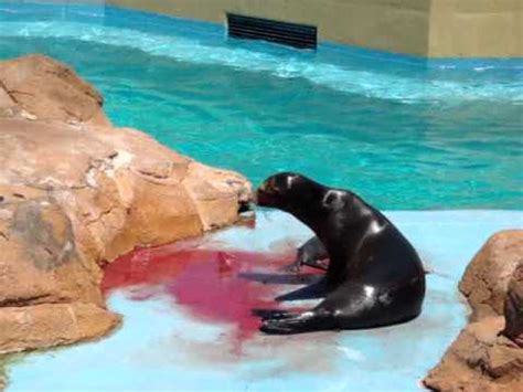 Sea Lion Giving Birth Youtube