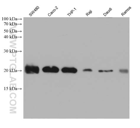 Bik Antibody 68438 1 Ig Proteintech