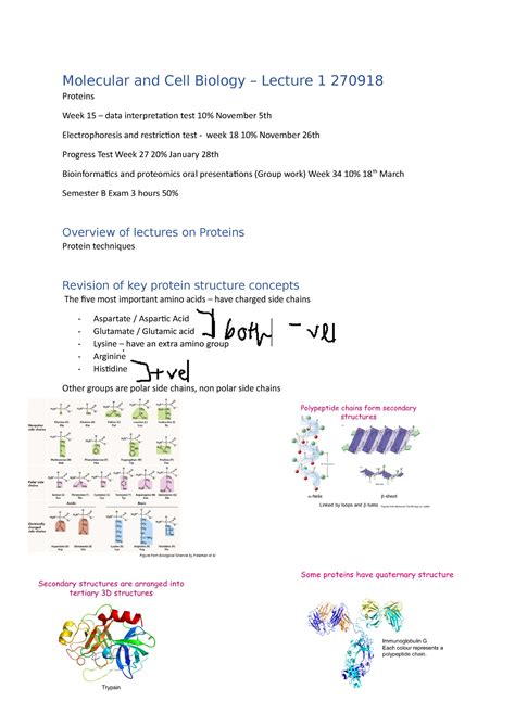 Lecture 1 Protein Structure And Electrophoresis Molecular And Cell