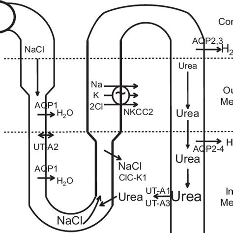 Urea And Water Reabsorption In Principal Cells Of The Inner Medullary