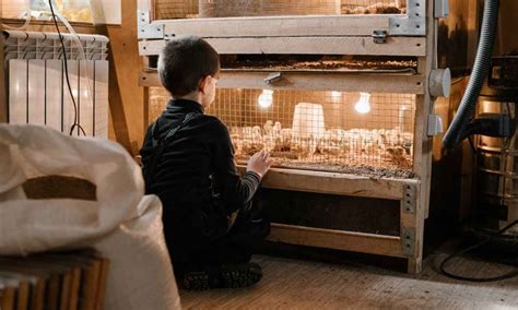 Chick Brooder Essential Setup Guide For Healthy Chicks