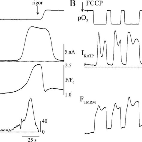 ΔΨ Is A Determinant Of The Atp Hydrolysis Rate A With Glycolysis