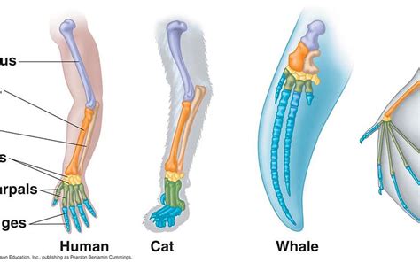 Homologous And Analogous Organs Biopassionate