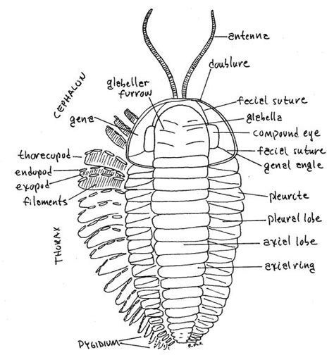Diagram Of Trilobite Trilobite School Worksheets Sutures