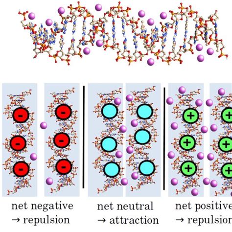 Pdf Multivalent Ions And Biomolecules Attempting A Comprehensive Perspective