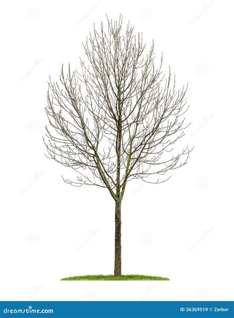 An Isolated Deciduous Tree In The Winter Stock Image Image Of Large Deciduous 36369519