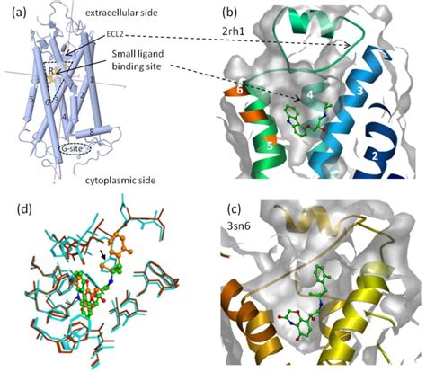 A Cartoon Representation Of X Ray Structures Of Bovine Rhodopsin
