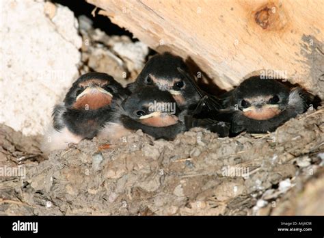 Swallow Hirundo Rustica Nestlings In Nest Front View Close Up Stock