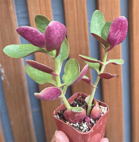 20 Different Types Of Jade Plants With Pictures Paisley Plants