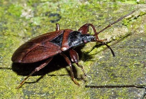 Cabinet Of Curiosities Pine Cone Bug