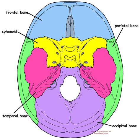 An Overview Of Cranial Bone Anatomy Integrative Works
