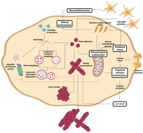 development of small molecules targeting α synuclein aggregation a