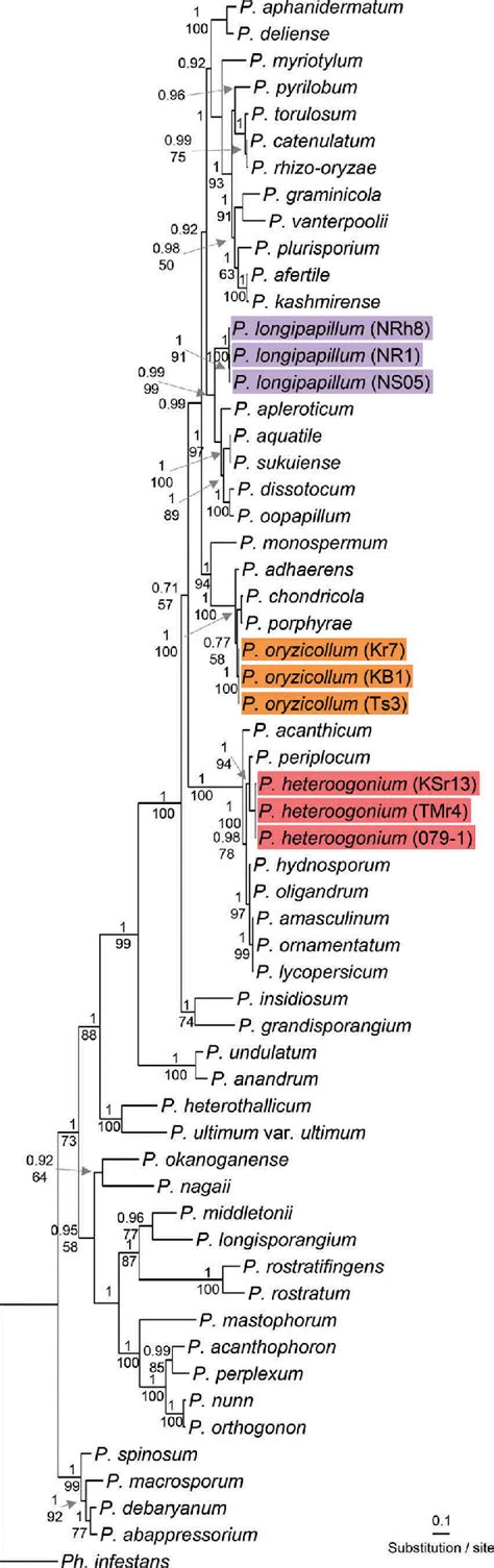 Phylogenetic Relationships Of Pythium Spp From Paddy Fields Of Fars