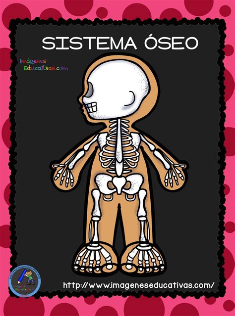 El Cuerpo Humano Aparatos Y Sistemas Para Primaria Sistemas Del