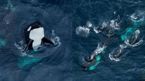 30 Orcas En La Bahía De Monterrey Aumenta Sin Explicación El