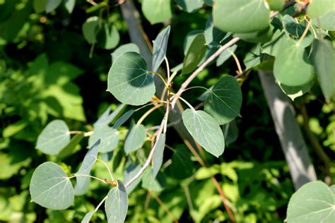 Populus Tremuloides Usa Eflora Of India