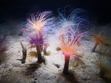 Dear HUAWEI Please Fix Your Camera Software Android Authority