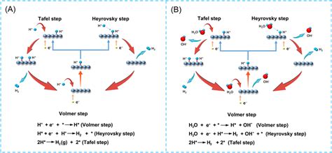 Schematic Illustration Of Different Pathways For Her A In Acidic