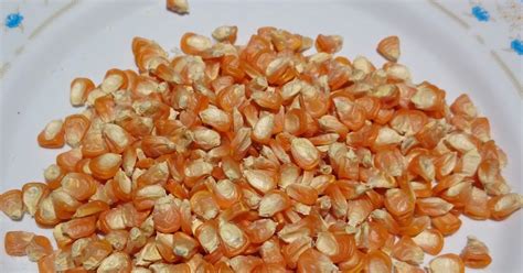 Populer Gambar Biji Jagung