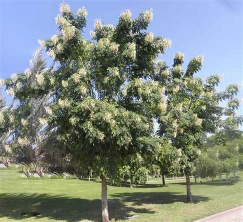 Millingtonia Hortensis Tree Jasmine شجرة الياسمين Or Indian Cork Tree