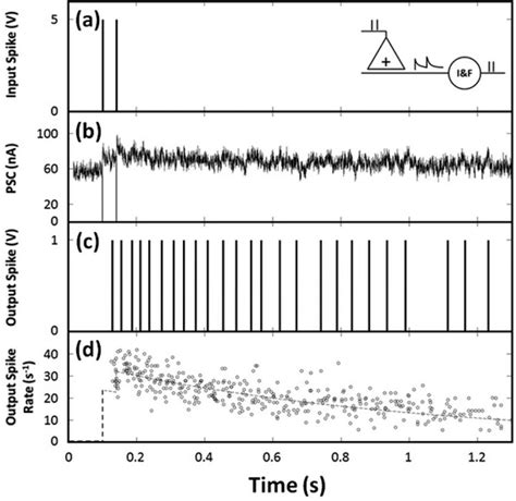 a a pair of input spikes with a time interval of 40 ms applied on an