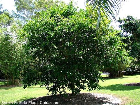 Grow An Orange Tree Or Other Citrus