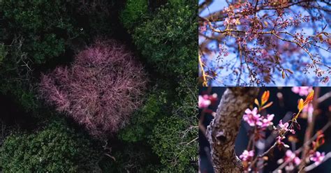 Look Masungi Georeserve Shares Stunning Snaps Of Philippine Cherry