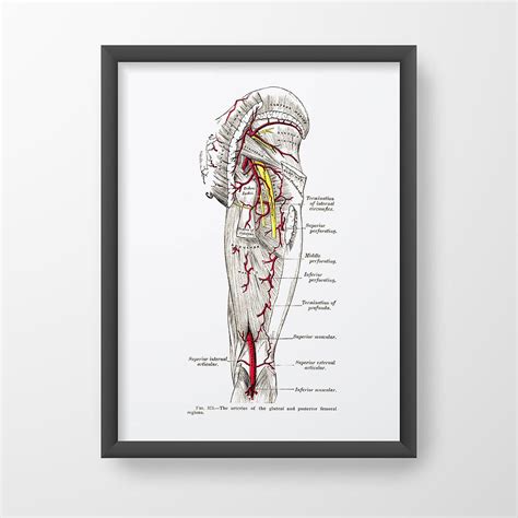 Sciatic Artery Gluteal And Posterior Femoral Leg Muscle Human Anatomy Art Print Anatomy Art