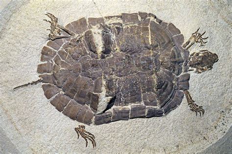The Oldest Turtle Fossil Ever Discovered In The United States