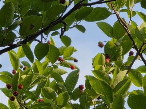 Tracking Dependencies In Microsoft Planner Premium Plans