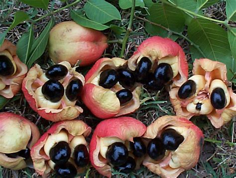 Jamaican Ackee