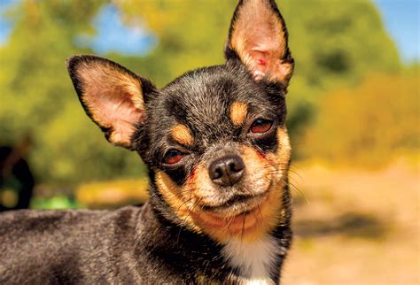 Small Dog Breeds That Stay Small
