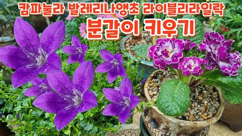 캄파눌라 라이블리라일락 발레리나앵초 분갈이 꽃향기야생화 Youtube