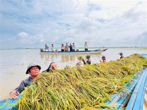 ស្រូវខូចខាត ដោយសារ ជំនន់នៅ កំពង់ធំ កើន ជិត ៣ពាន់ហិកតា