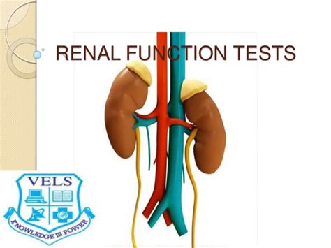 Renal Function Tests Lab Tests Guide