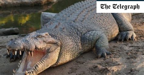 Crocodile Sex Frenzy In Australia Triggered By Chinook Helicopters