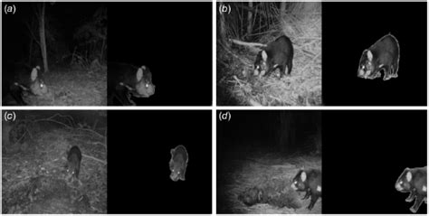 Automated Tasmanian Devil Segmentation And Devil Facial Tumour Disease Classification